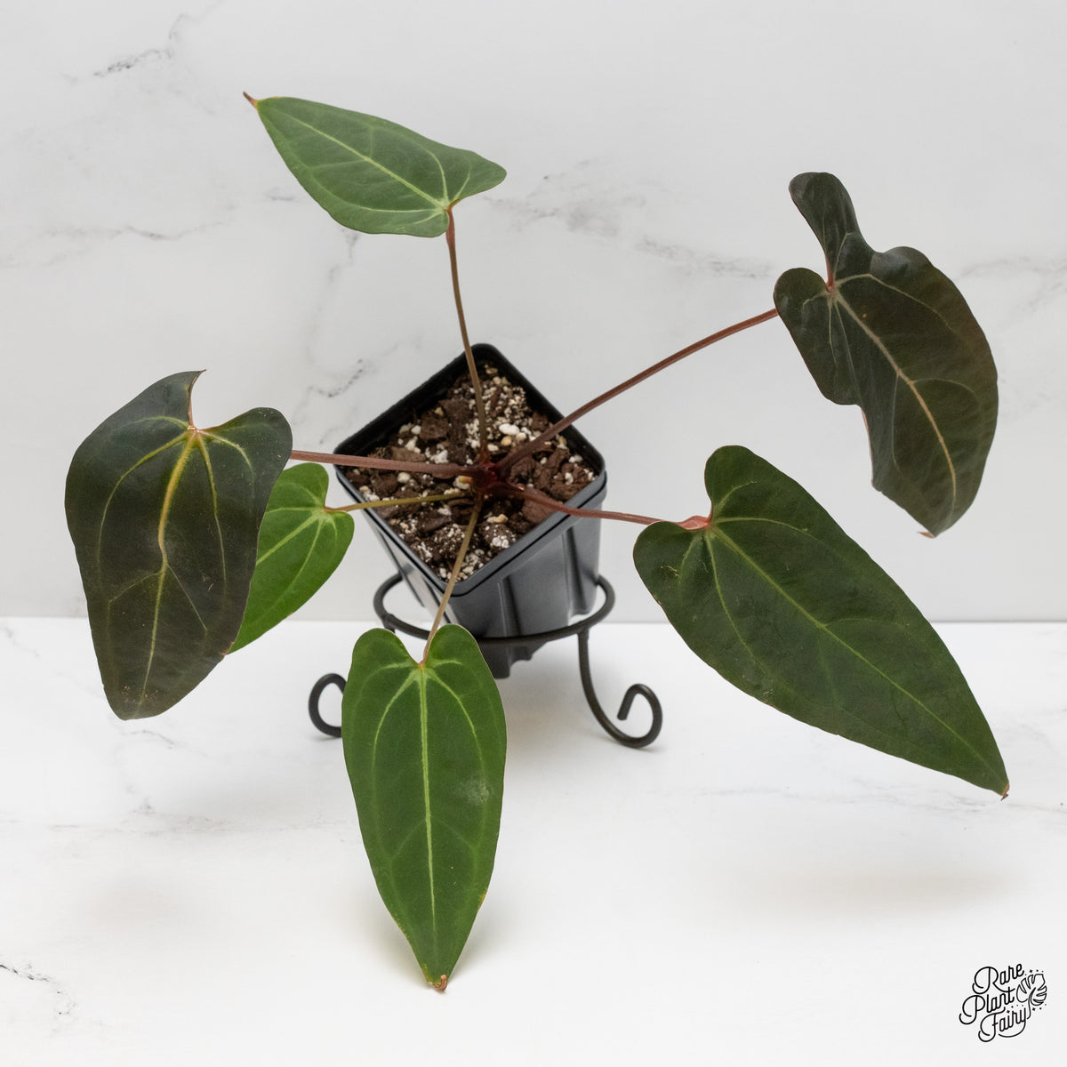 Anthurium Red Velvet Cake '24' x Dark & Handsome '9' by DocBlock® (wk2 – Rare Plant Fairy