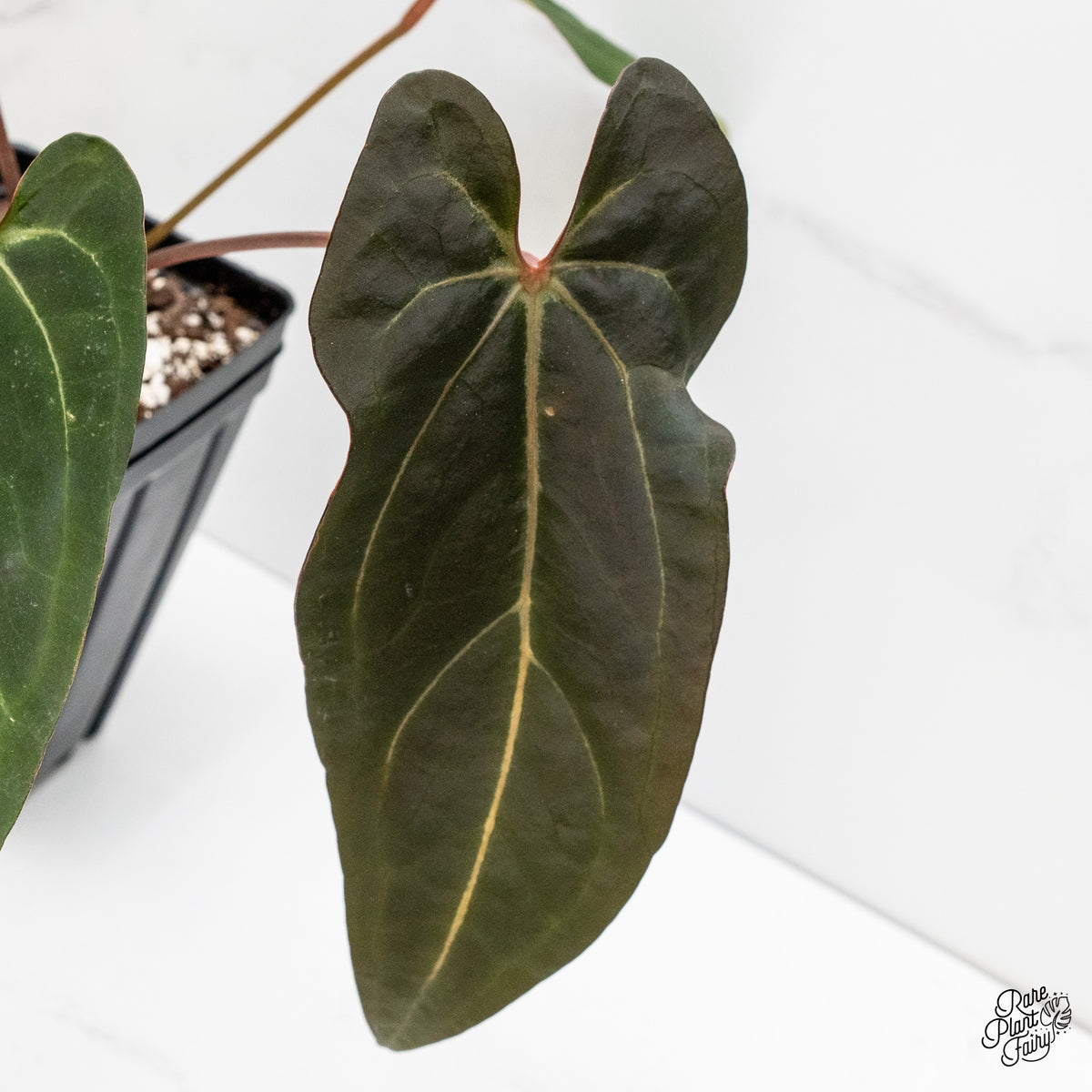 Anthurium Red Velvet Cake '24' x Dark & Handsome '9' by DocBlock® (wk2 – Rare Plant Fairy