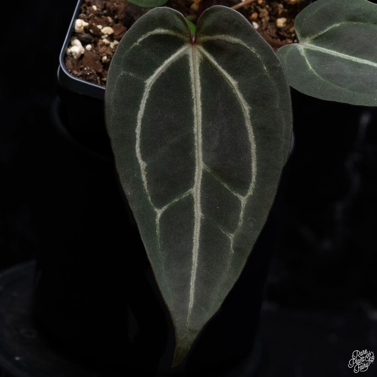 Anthurium Red Velvet Cake '24' x DocBlock Zara '29' by DocBlock® *Dark ...