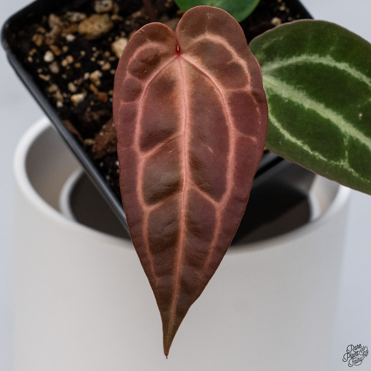 Anthurium Red Velvet Cake '24' x DocBlock Zara '29' by DocBlock® *Dark ...