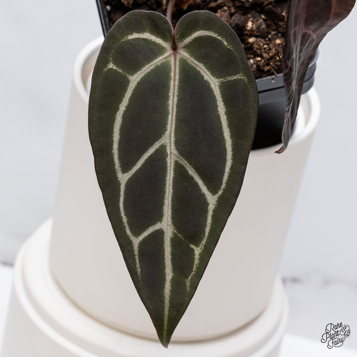 Anthurium Red Velvet Cake '24' x Zara '29' by DocBlock® (wk35-T) *Dark ...
