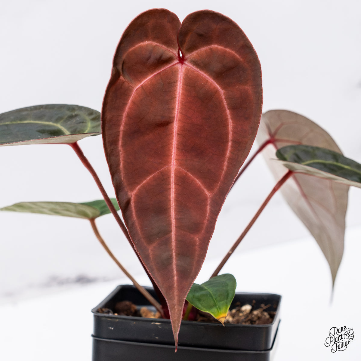 Anthurium Red Velvet Cake '24' x Zara '29' by DocBlock® (wk38-V) *Dark ...