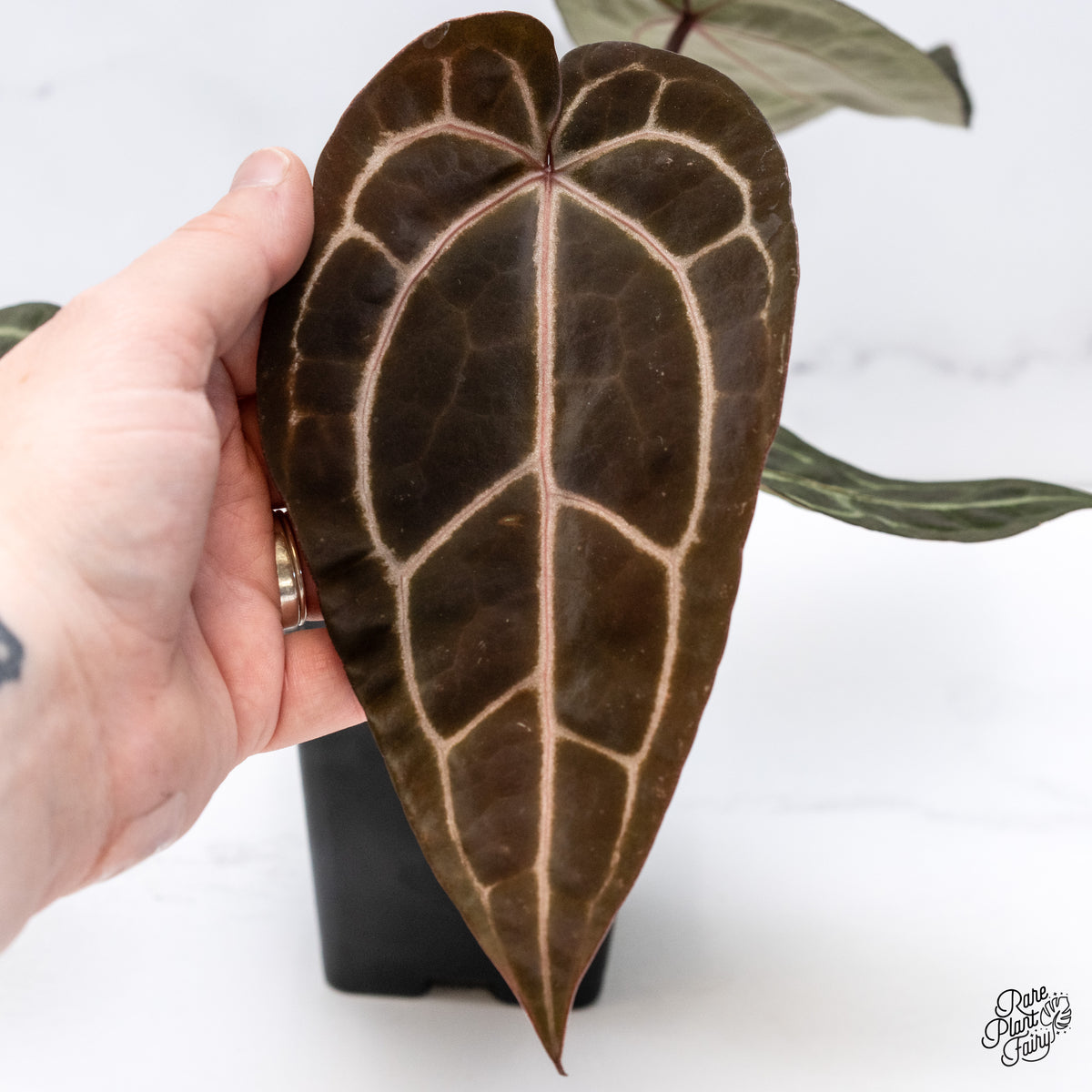 Anthurium Red Velvet Cake '24' x Zara '29' by DocBlock® (wk40-Q) *Dark ...