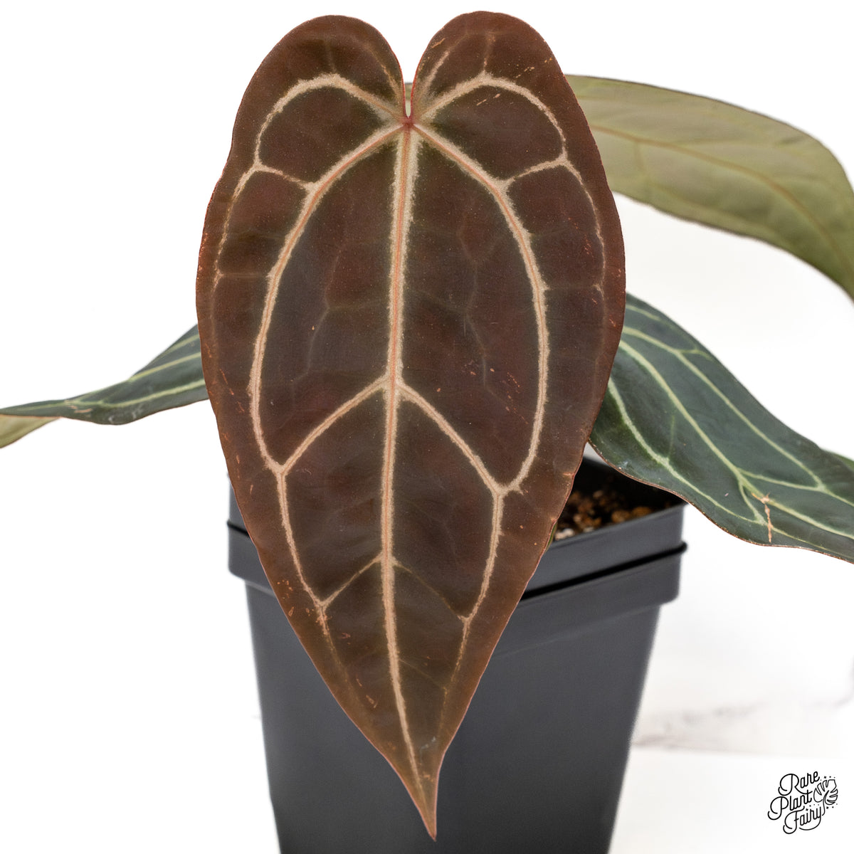 Anthurium Red Velvet Cake '24' x Zara '29' by DocBlock® (wk44-F) – Rare ...