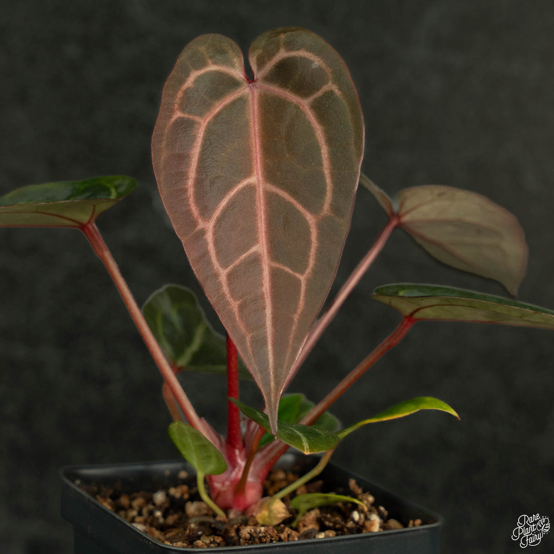 Anthurium warocqueanum 'Queen Anthurium' *Grower's choice* – Rare Plant ...