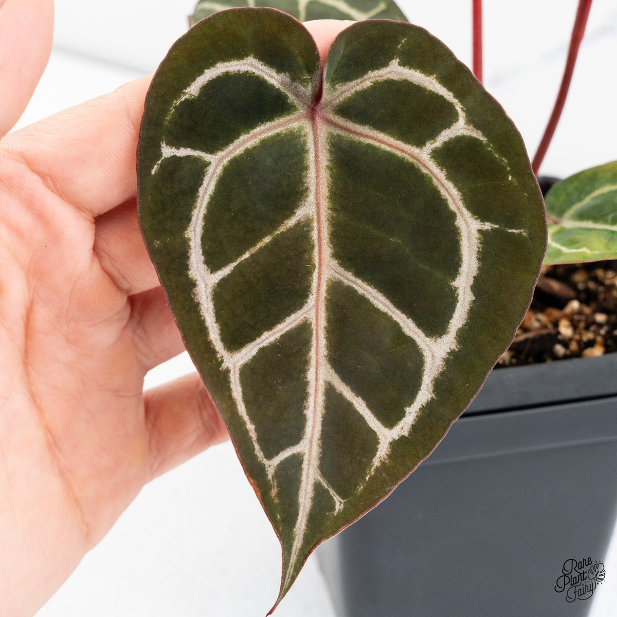 Anthurium Crystal Red '12' x Zara '14' by DocBlock® (wk39-D) *Vibrant ...