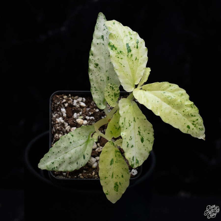 On Sale – Rare Plant Fairy