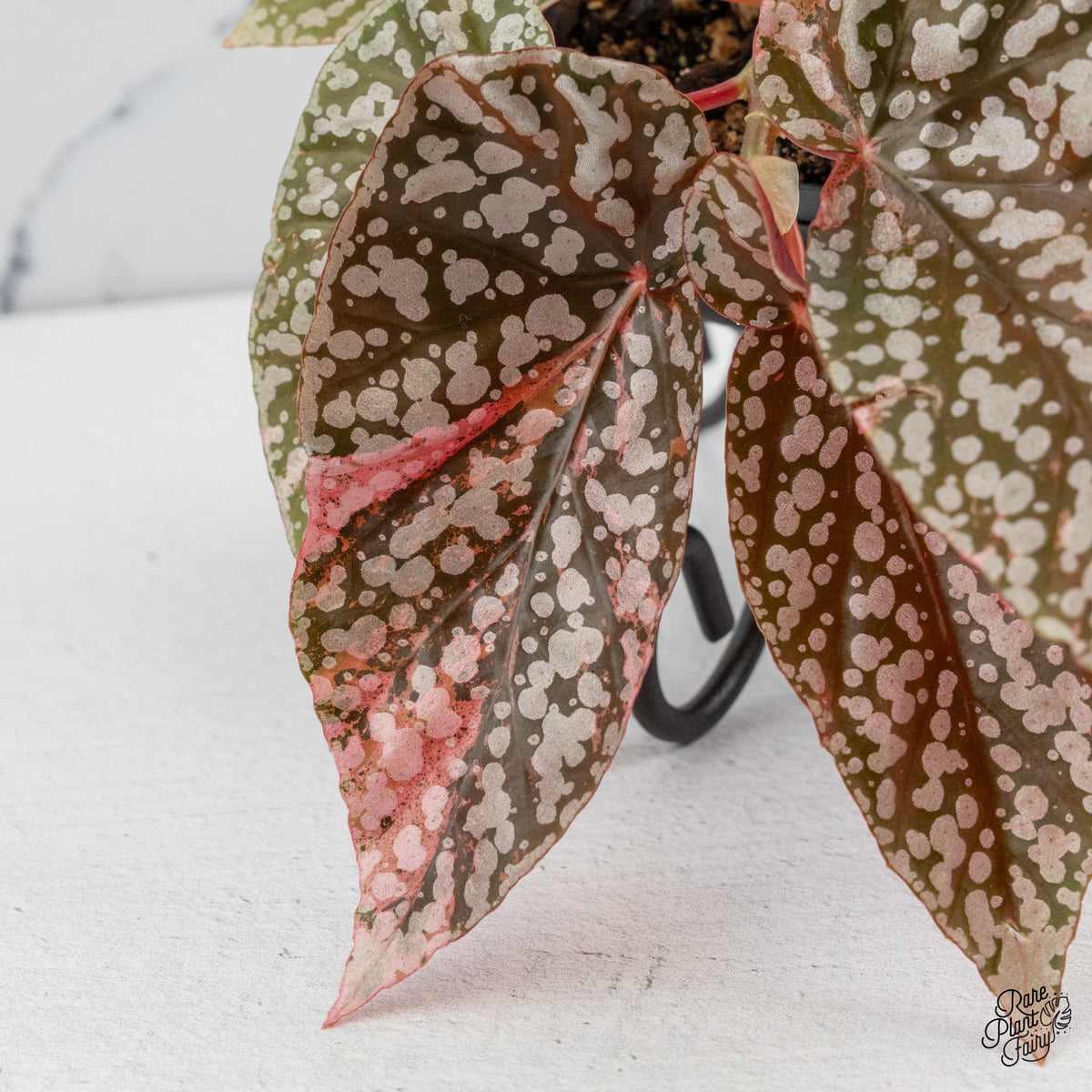 Begonia 'Snow Capped' Variegated (wk49-O) – Rare Plant Fairy
