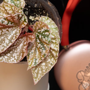 Begonia – Rare Plant Fairy