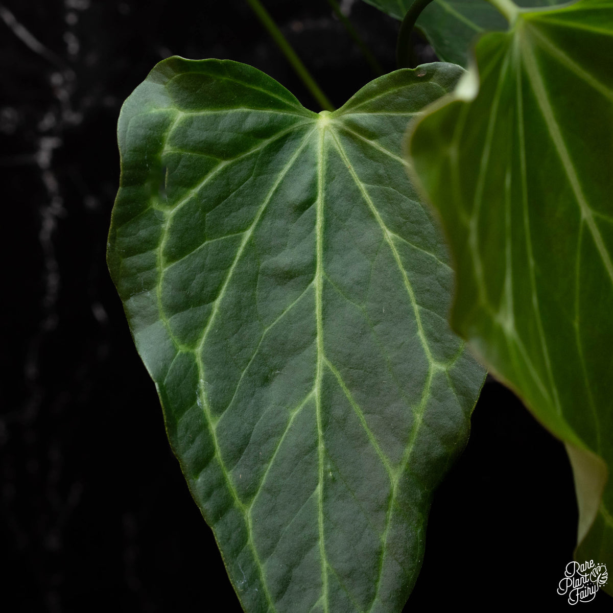 Anthurium 'Delta Force' *Grower's Choice* – Rare Plant Fairy