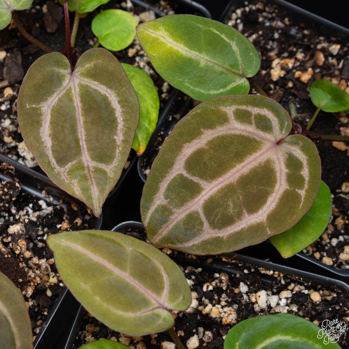 Anthurium Zara '3' x Zara '33' by DocBlock® *Grower's choice* – Rare ...