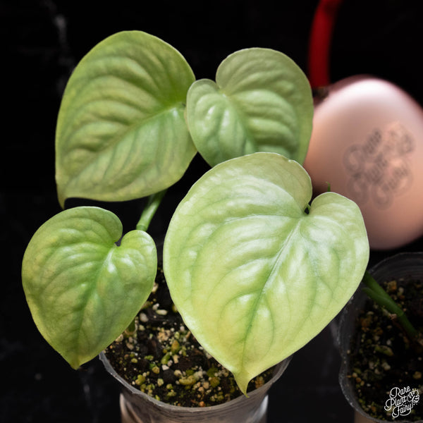 Scindapsus lucens *Grower's choice* – Rare Plant Fairy