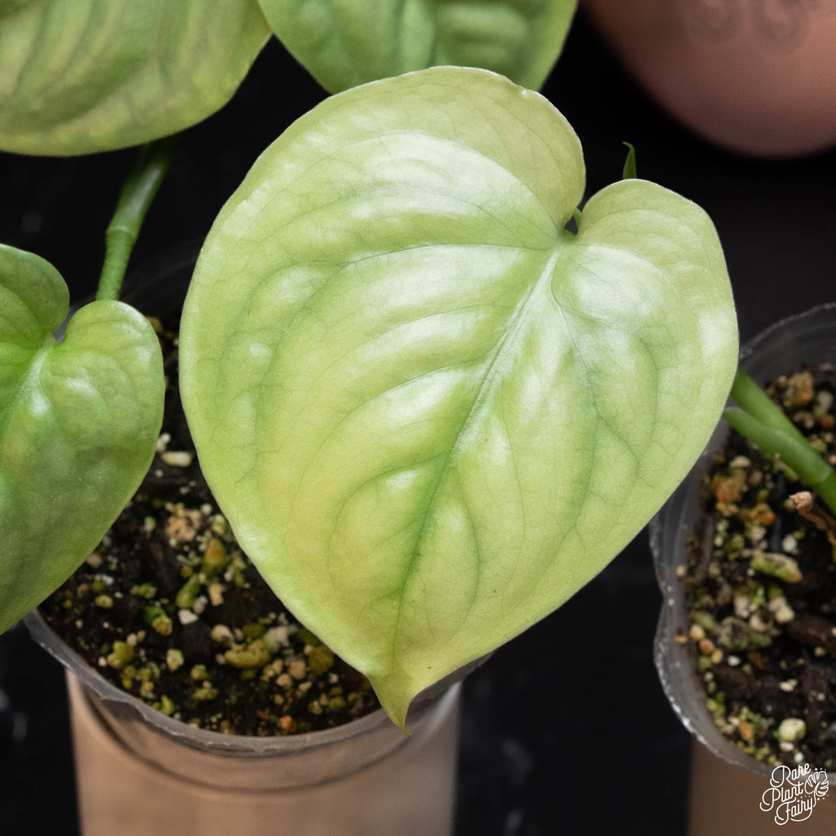 Scindapsus lucens *Grower's choice* – Rare Plant Fairy