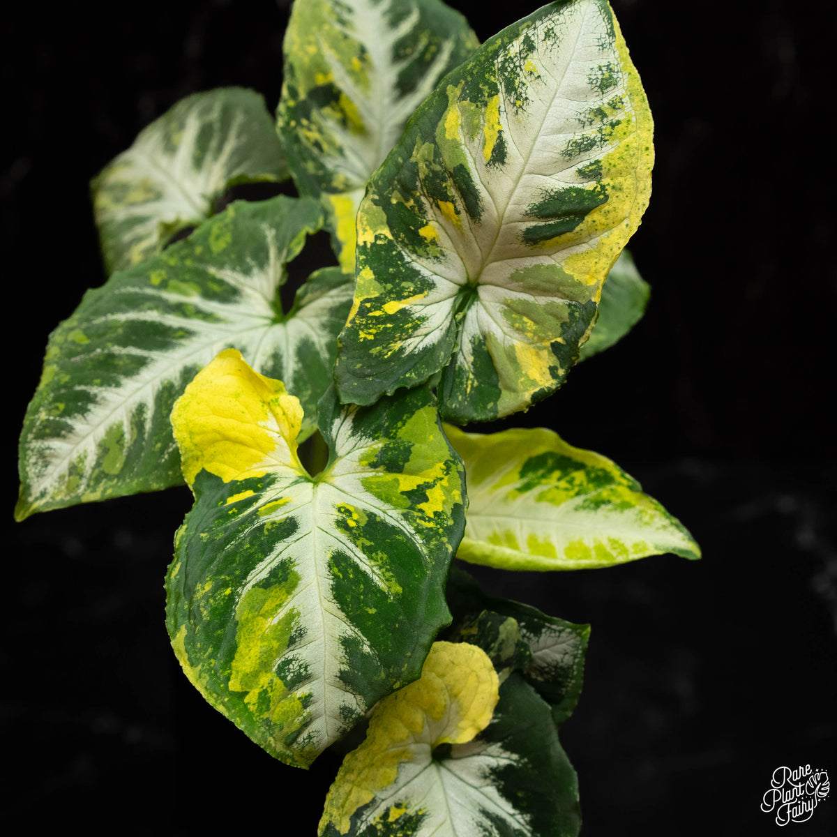 Syngonium 'Scrambled Eggs' *Grower's Choice* – Rare Plant Fairy