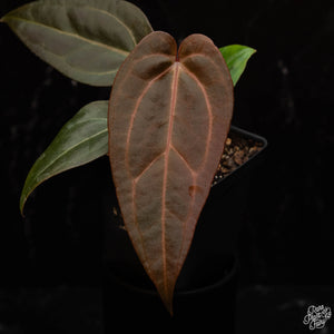 Anthuriums by DocBlock – Rare Plant Fairy