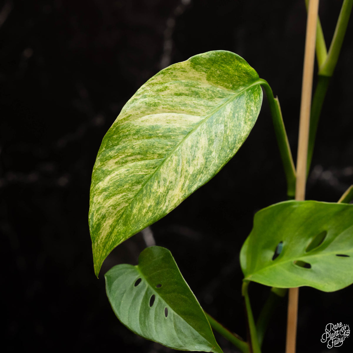 Monstera laniata mint/albo variegated *Grower's choice* – Rare Plant Fairy