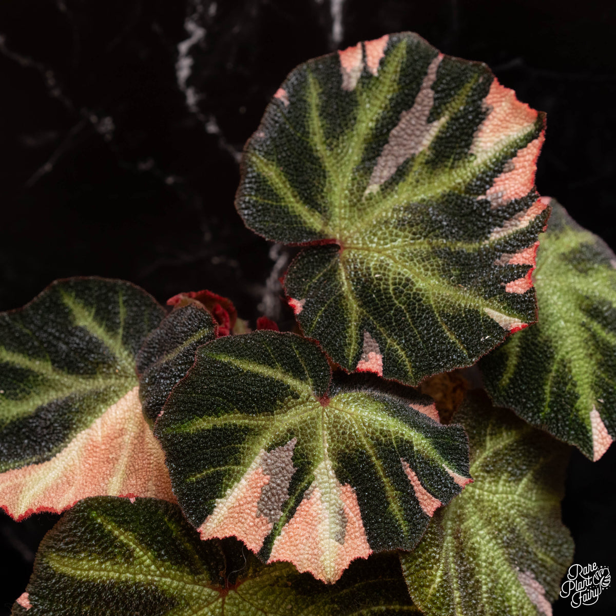 Begonia Soli-mutata variegated (Sun-changing Begonia) *Growers choice ...