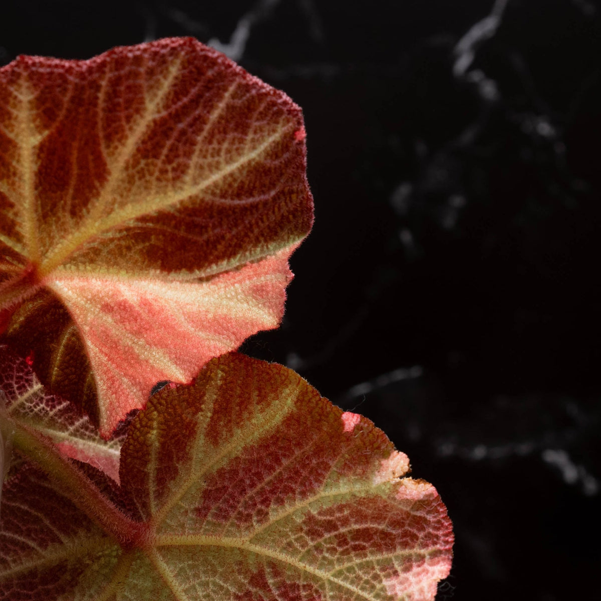 Begonia Soli-mutata variegated (Sun-changing Begonia) *Growers choice ...