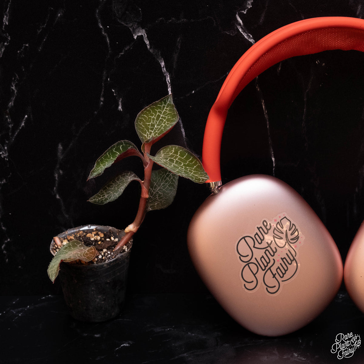 Anoectochilus formosanus jewel orchid *Grower's choice* – Rare Plant Fairy