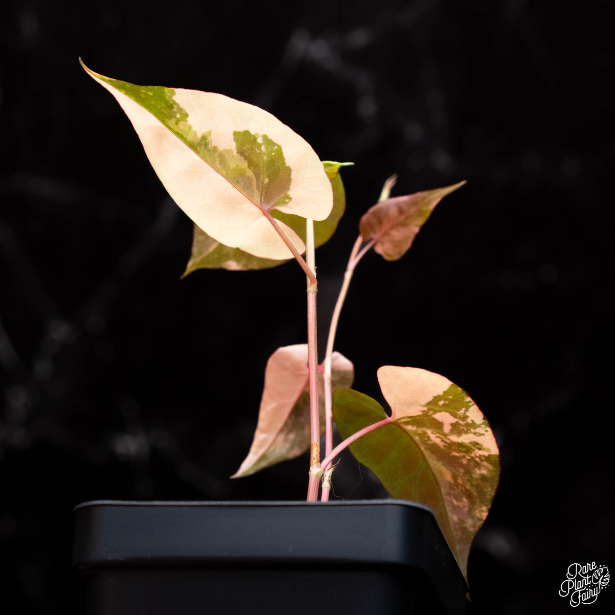 Fallopia multiflora variegated *Grower's Choice* – Rare Plant Fairy