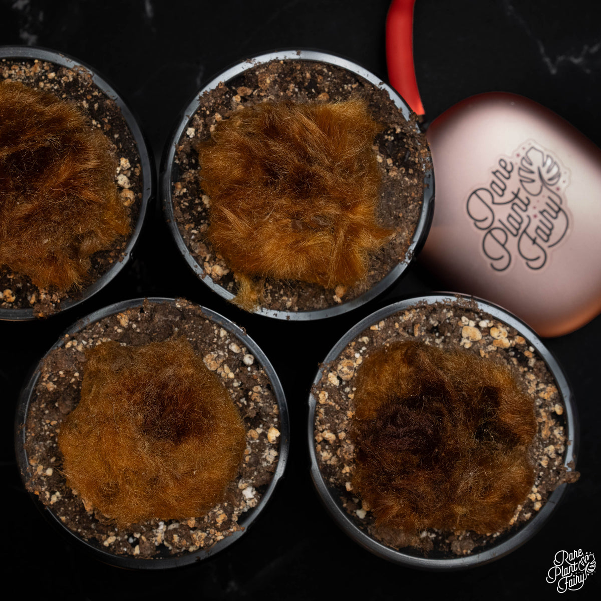 Cibotium barometz "Golden Chicken Fern" *Grower's choice* – Rare Plant ...