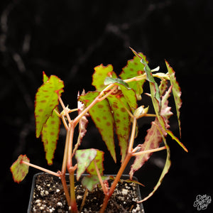Begonia – Rare Plant Fairy
