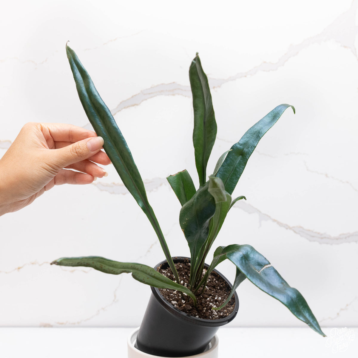 Microsorum thailandicum 'Blue Oil Fern' *Grower's choice* – Rare Plant ...