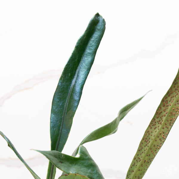 Microsorum thailandicum 'Blue Oil Fern' *Grower's choice* – Rare Plant ...