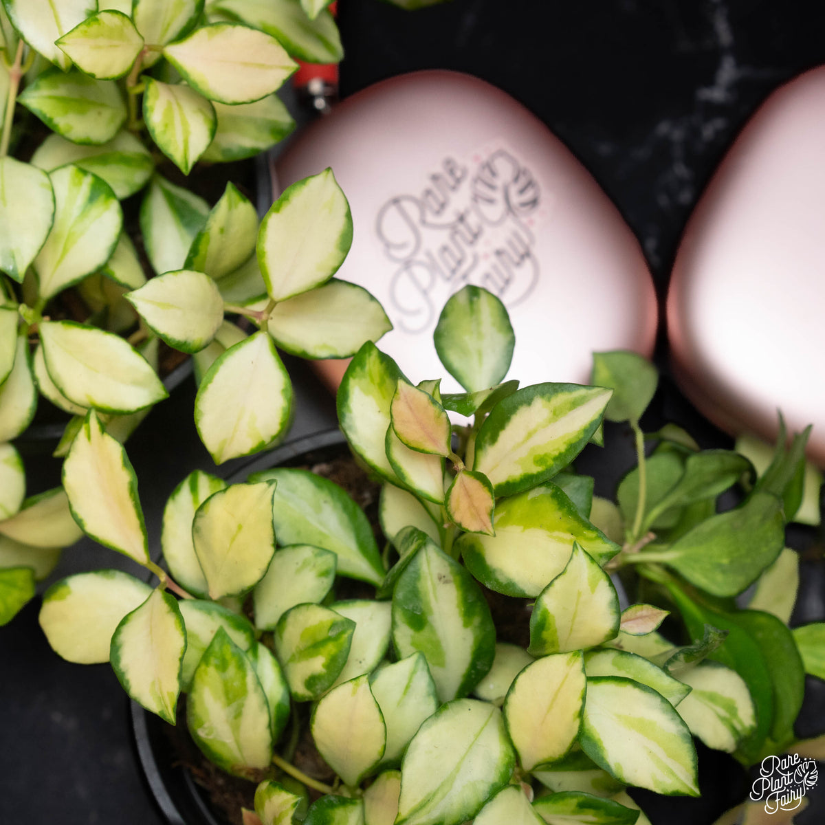 Hoya heuschkeliana inner variegated *Grower's Choice* – Rare Plant Fairy