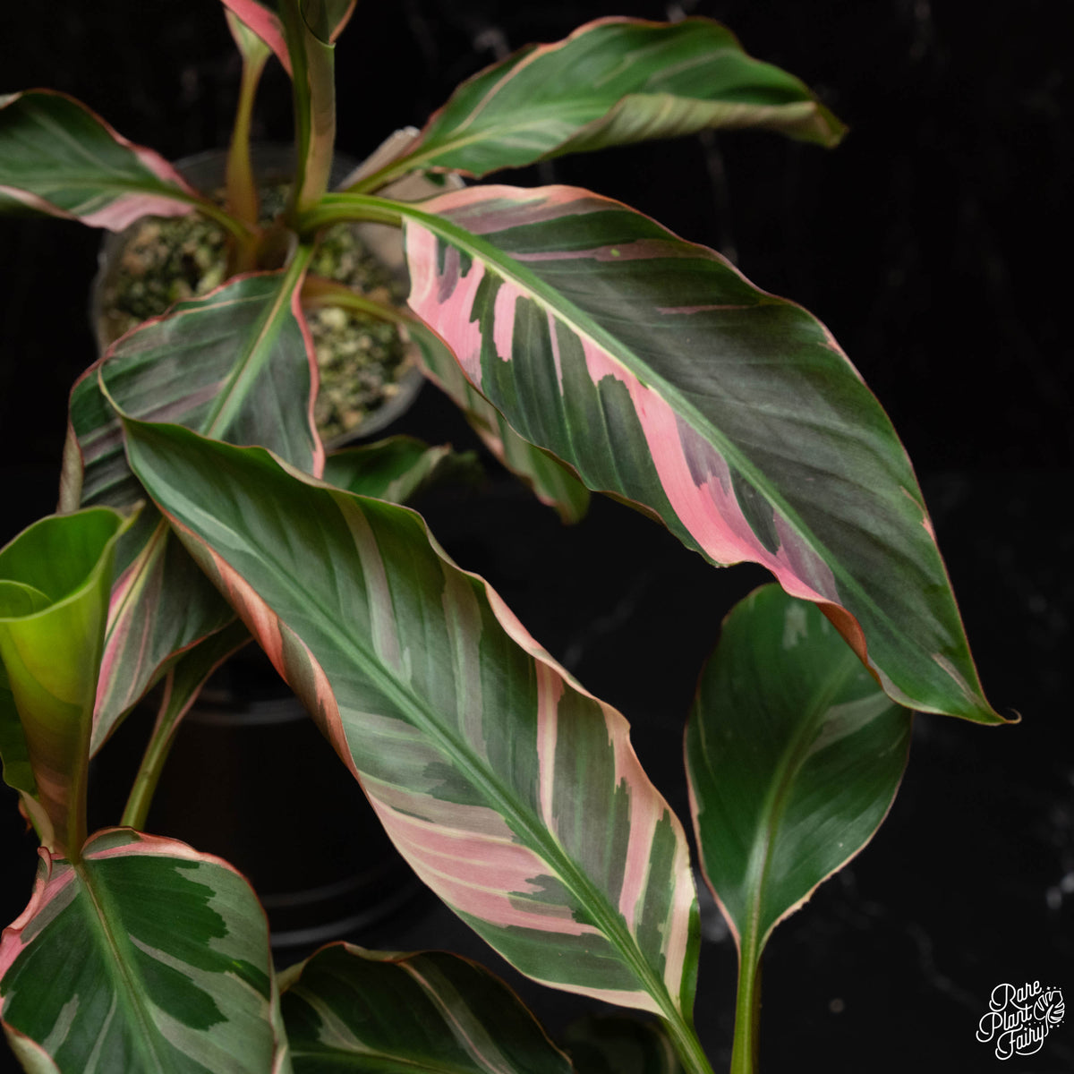 Musa 'Nono' pink variegated banana tree *Grower's choice* – Rare Plant ...