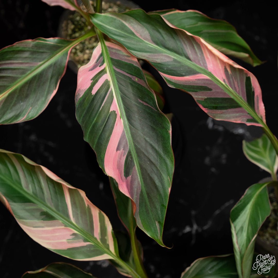 Musa 'Nono' pink variegated banana tree *Grower's choice* – Rare Plant ...