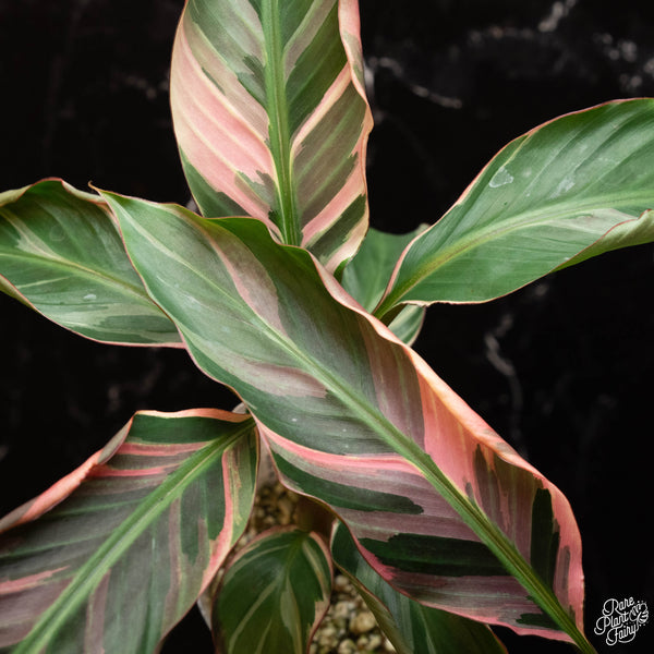 Musa 'Nono' pink variegated banana tree *Grower's choice* – Rare Plant ...
