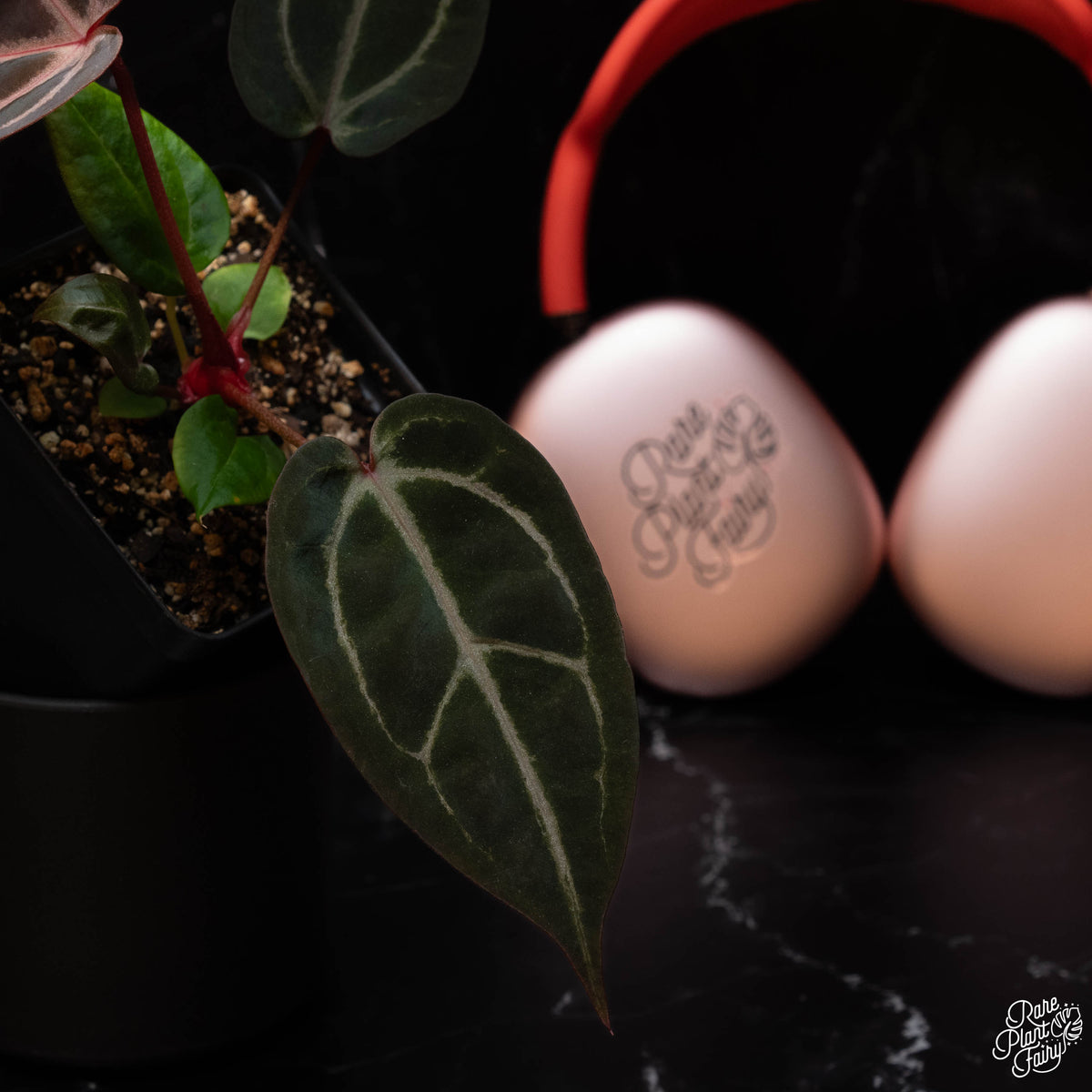 Anthurium Red Velvet Cake '24' x Home, Sweet Home '32' by DocBlock® *G ...