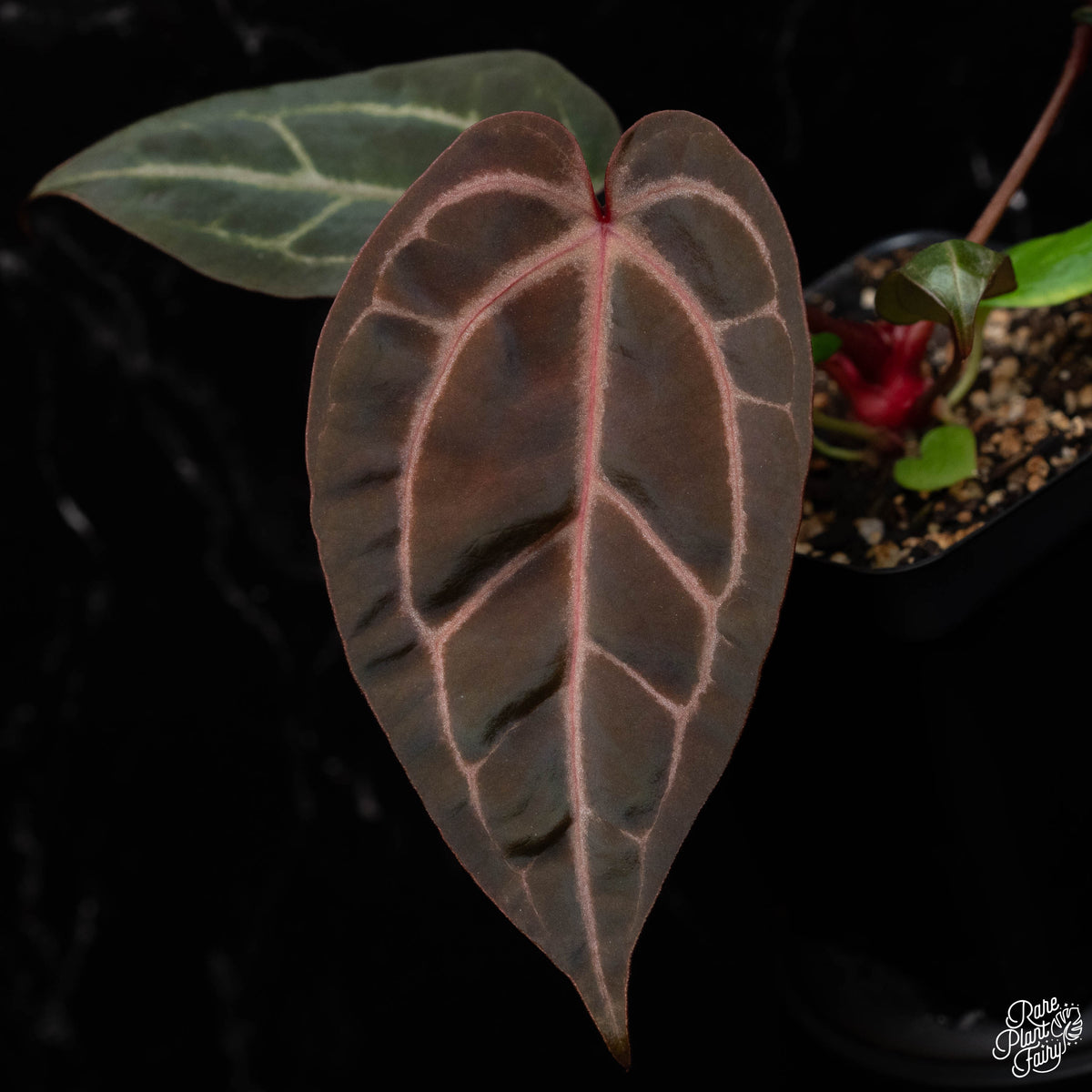 Anthurium Red Velvet Cake '24' x Home, Sweet Home '32' by DocBlock® *G ...