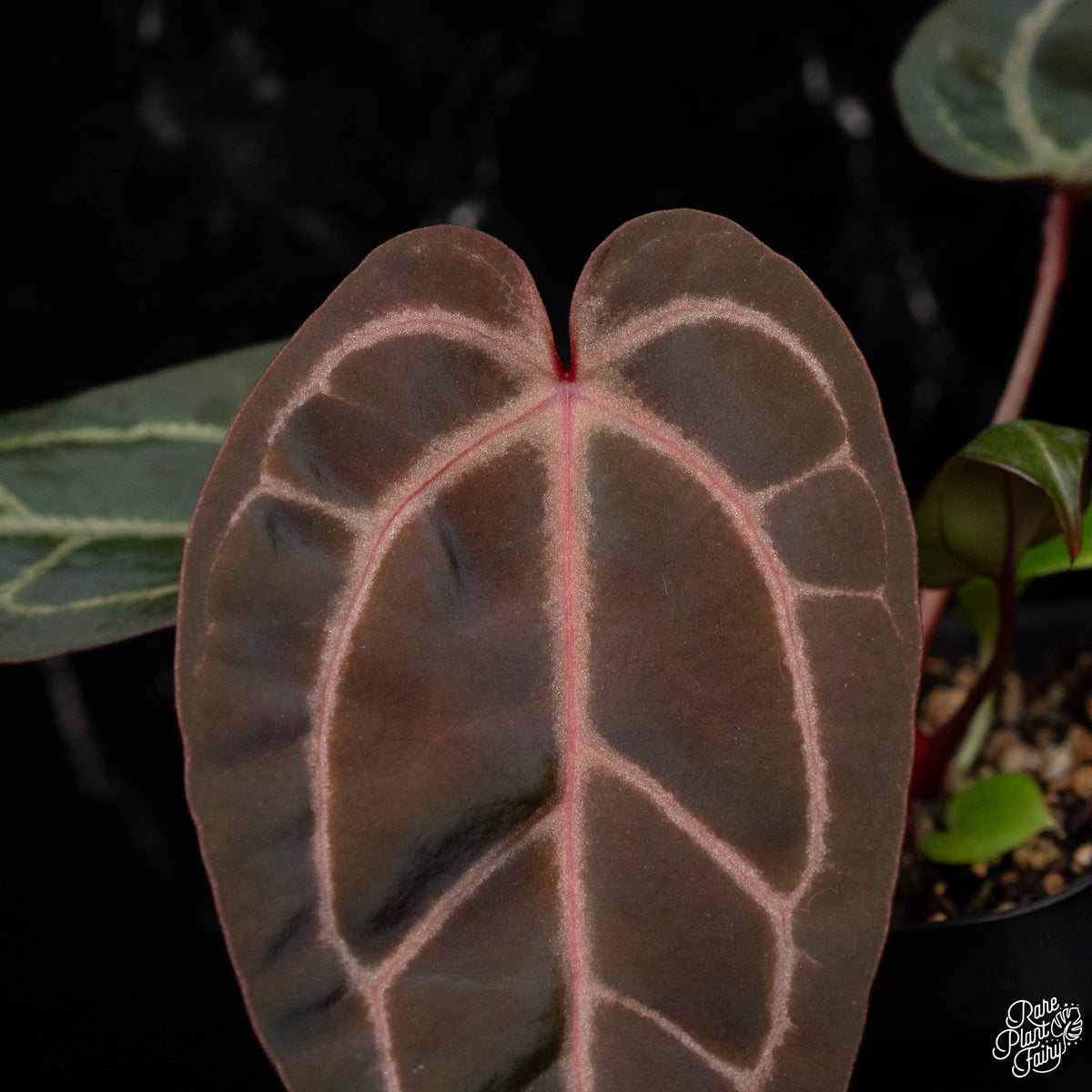 Anthurium Red Velvet Cake '24' x Home, Sweet Home '32' by DocBlock® *G ...