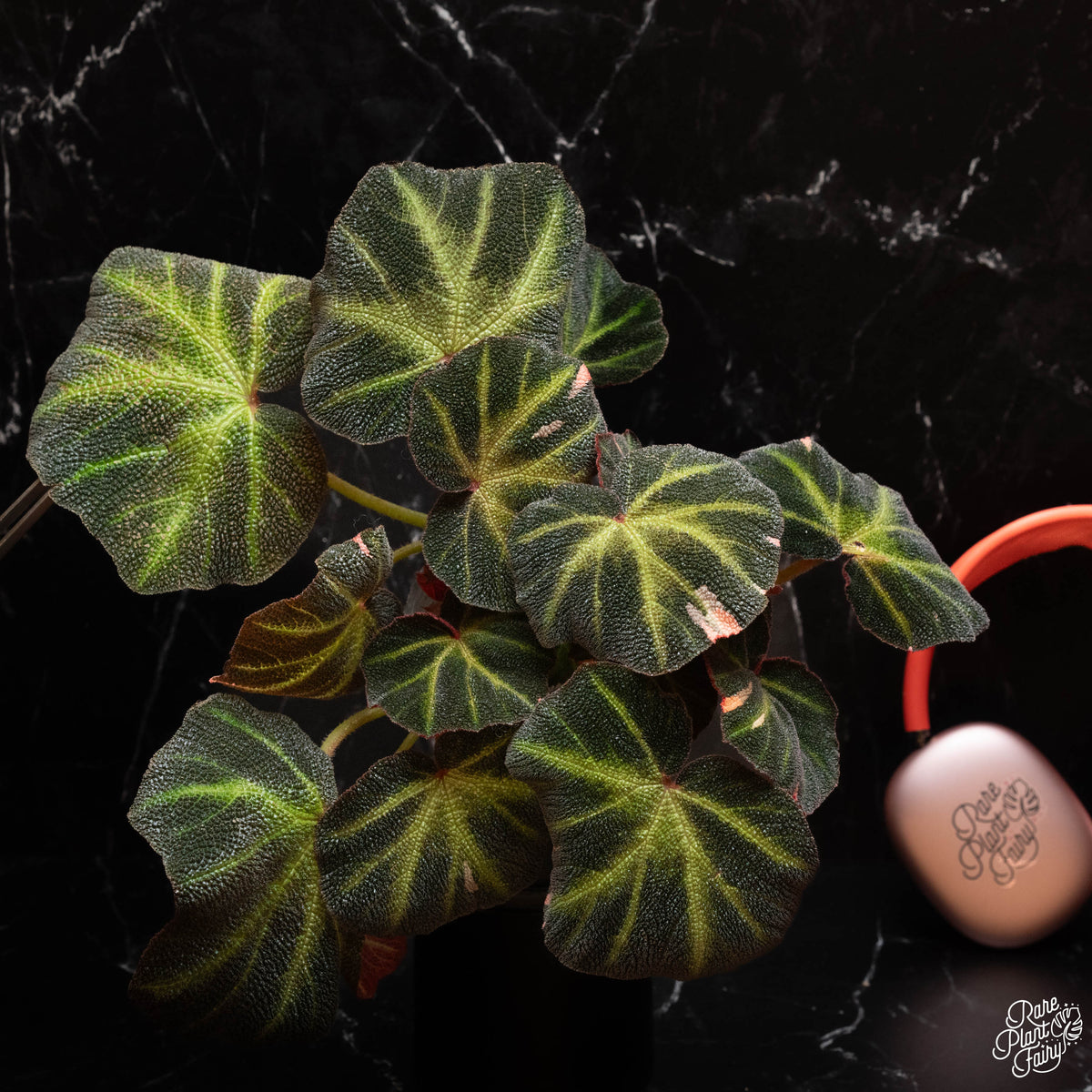 Begonia Soli-mutata variegated (Sun-changing Begonia) (low color) *Gro ...