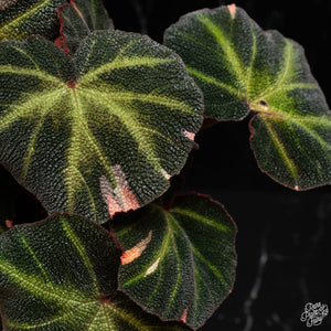 Begonia – Rare Plant Fairy