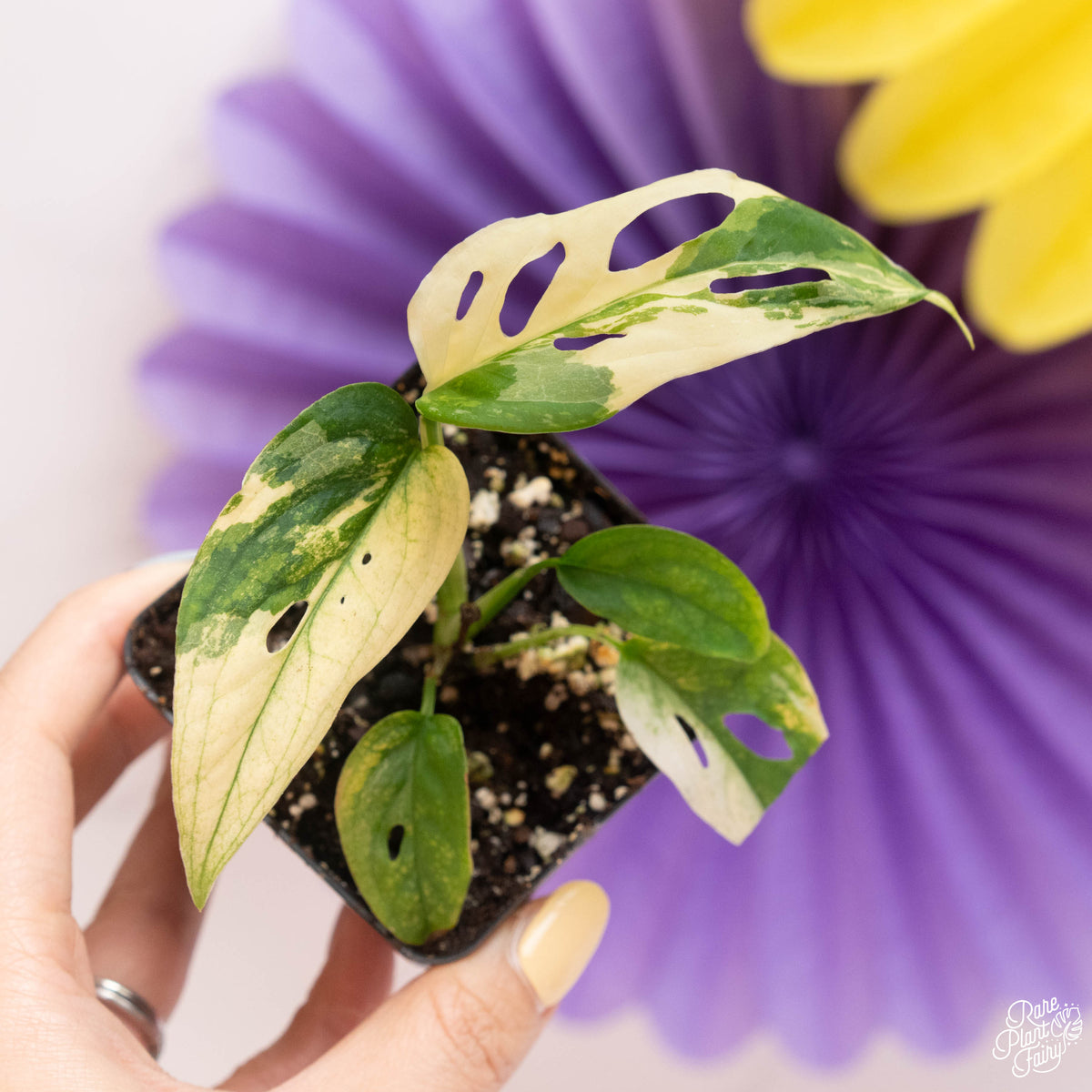 Monstera Adansonii 'Double Windows' Albo Variegated (Commonly Labeled ...