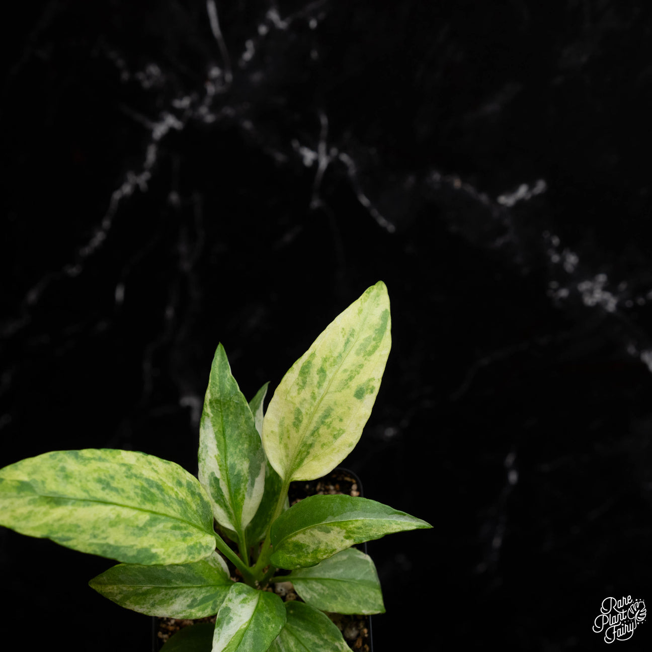 Anthurium vittarifolium variegated *Grower's choice* – Rare Plant Fairy