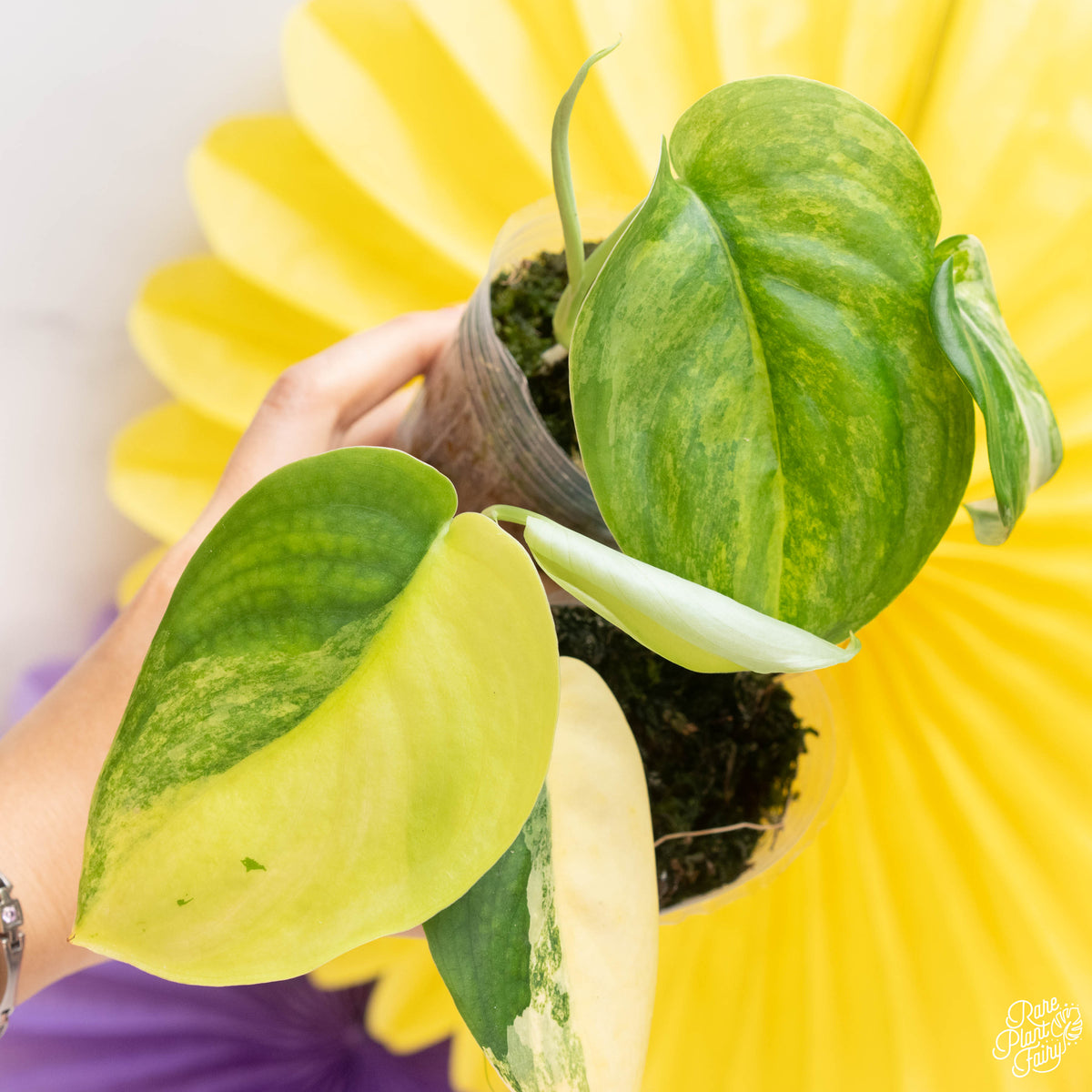 Scindapsus 'Jade Satin' aurea variegated *Grower's choice* – Rare Plant ...