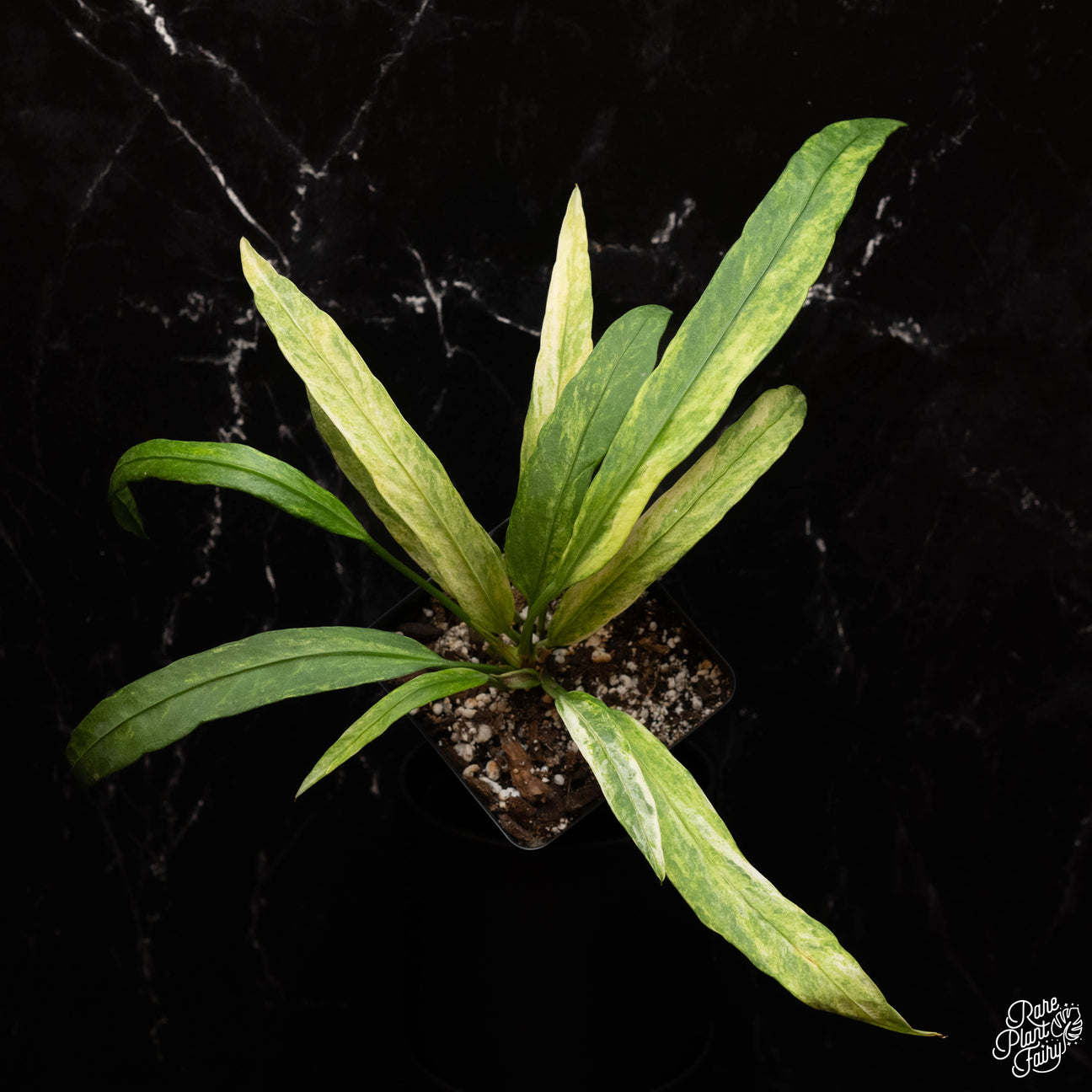 Anthurium vittarifolium variegated *Grower's choice* – Rare Plant Fairy