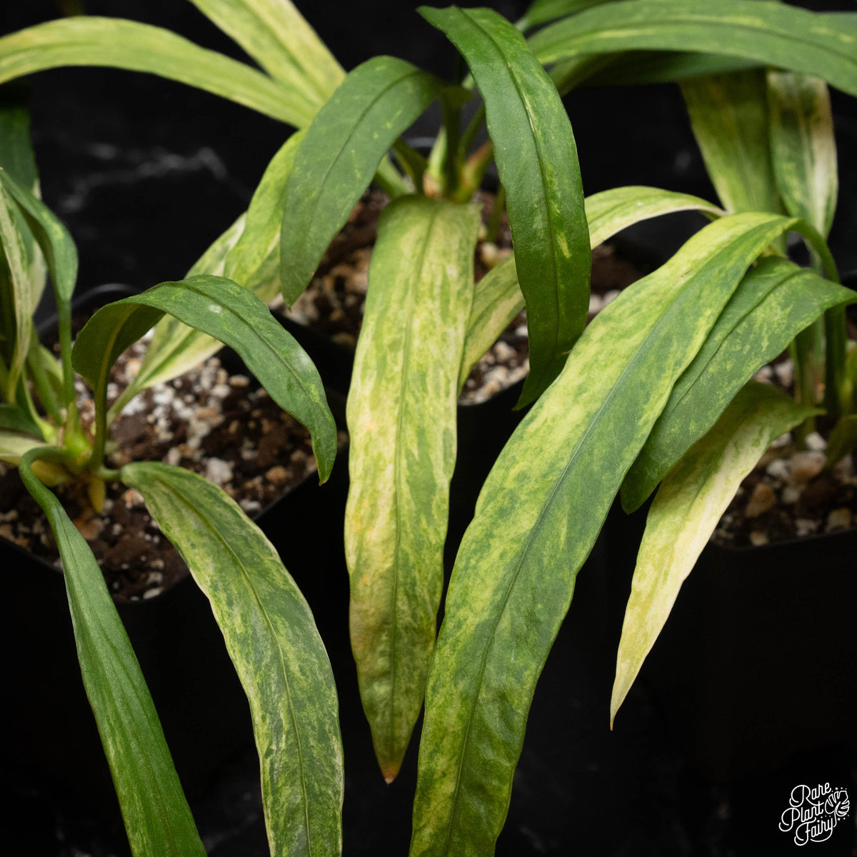 Anthurium vittarifolium variegated *Grower's choice* – Rare Plant Fairy