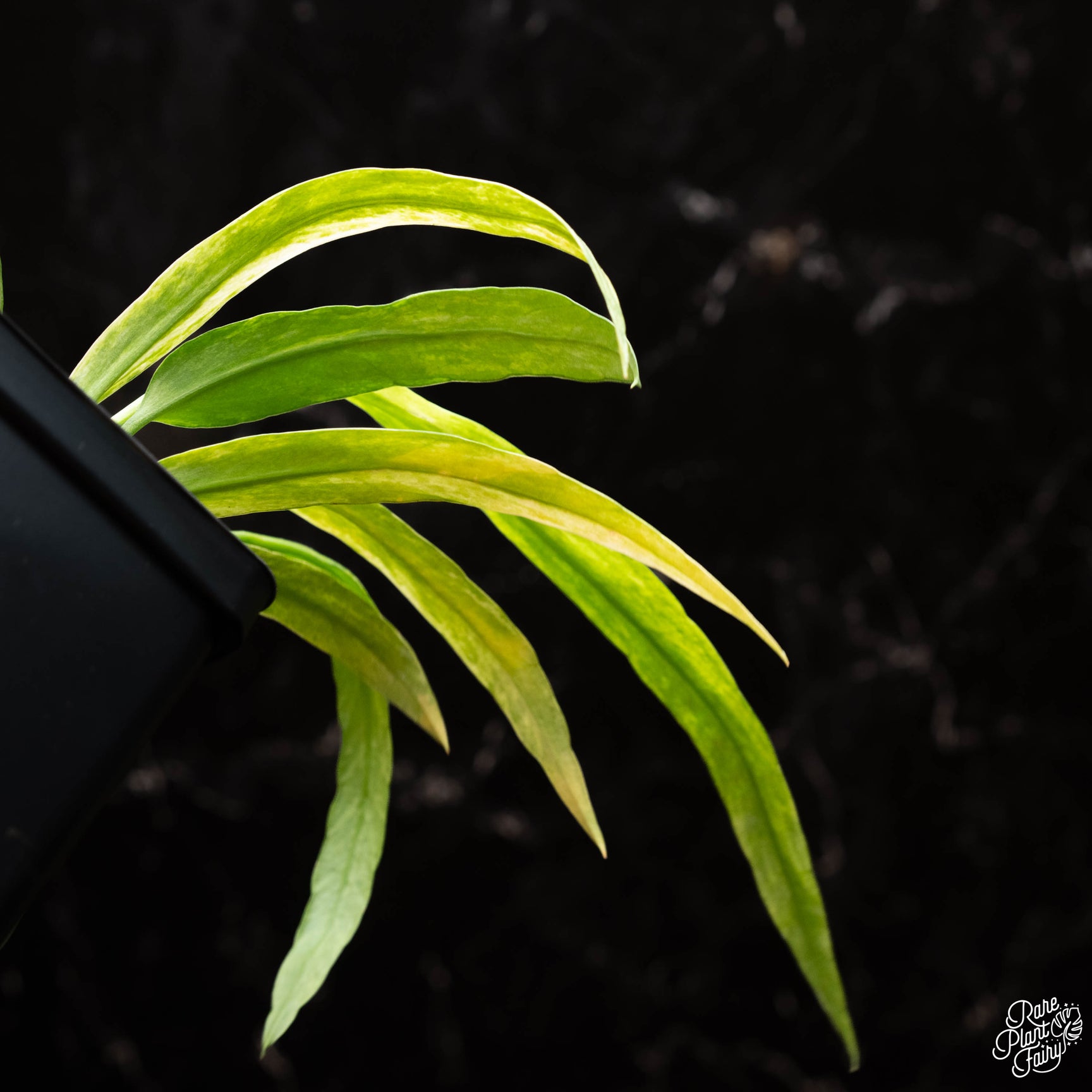 Anthurium vittarifolium variegated *Grower's choice* – Rare Plant Fairy
