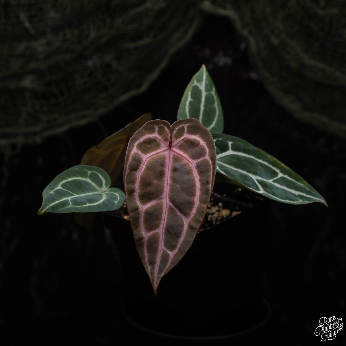 Anthurium Michelle '10' x Minerva '20' by DocBlock® *Grower's choice ...