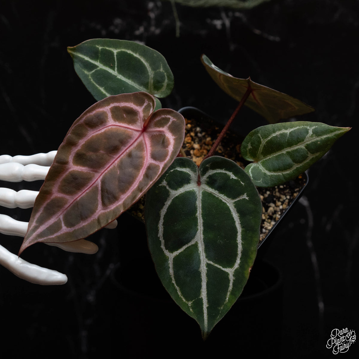 Anthurium Michelle '10' x Minerva '20' by DocBlock® *Grower's choice ...