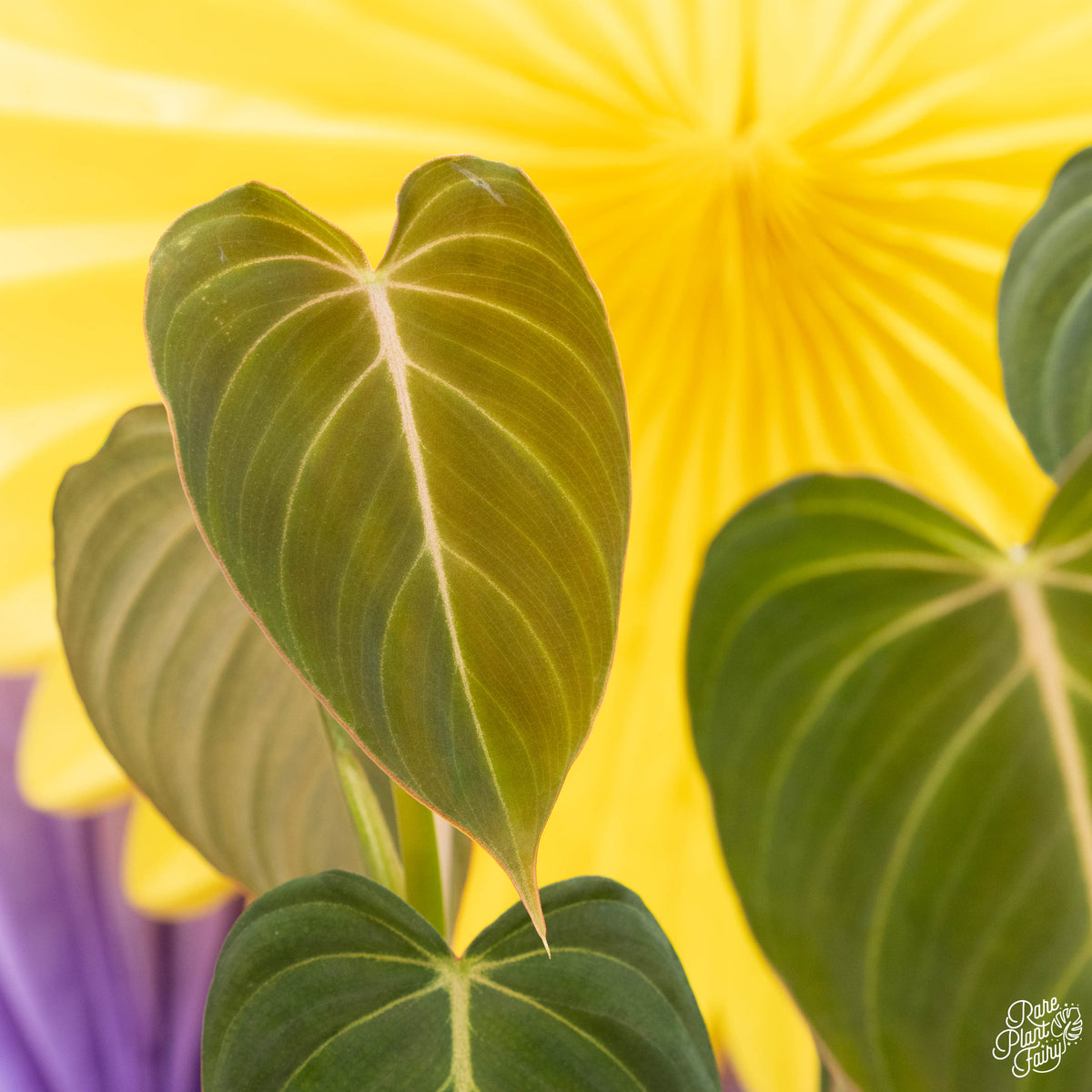 Philodendron glorious (melanochrysum x gloriousum) *Grower's choice ...