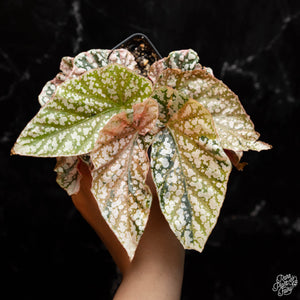 Begonia – Rare Plant Fairy