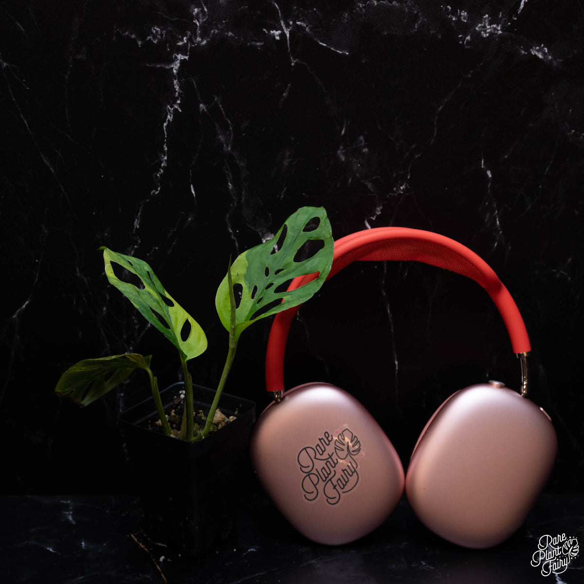 Monstera Adansonii sp. 'Double Windows' Aurea Variegated (Commonly Mis ...