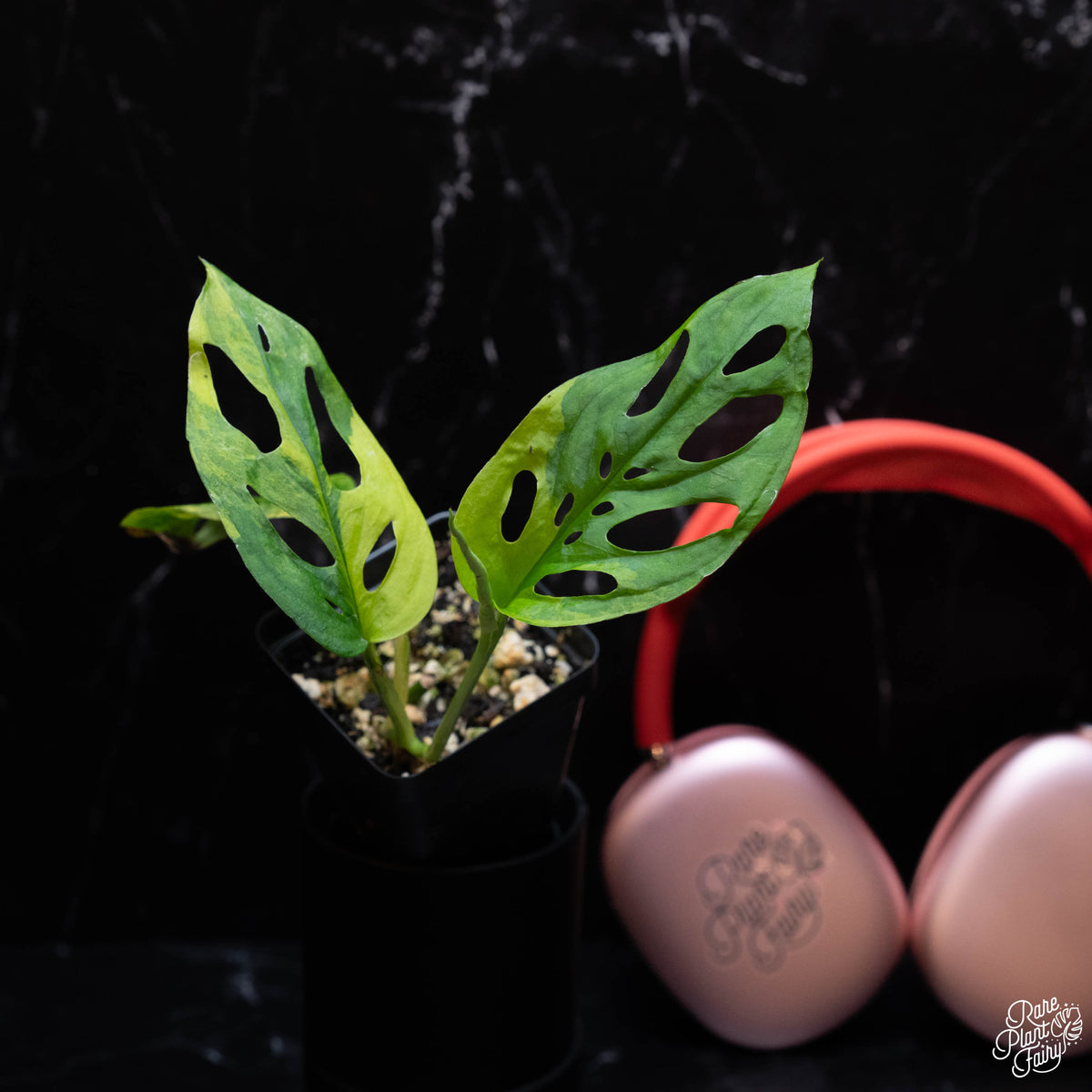 Monstera Adansonii sp. 'Double Windows' Aurea Variegated (Commonly Mis ...