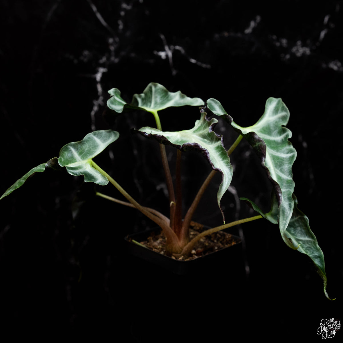 Alocasia loco *Grower's choice* – Rare Plant Fairy